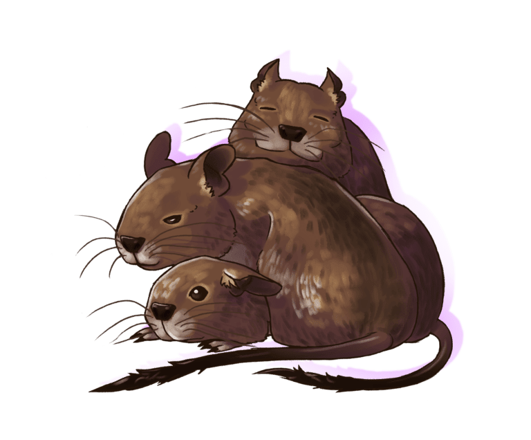 Mode de vie de l’Octodon degus à l’état sauvage : habitat, comportement ...