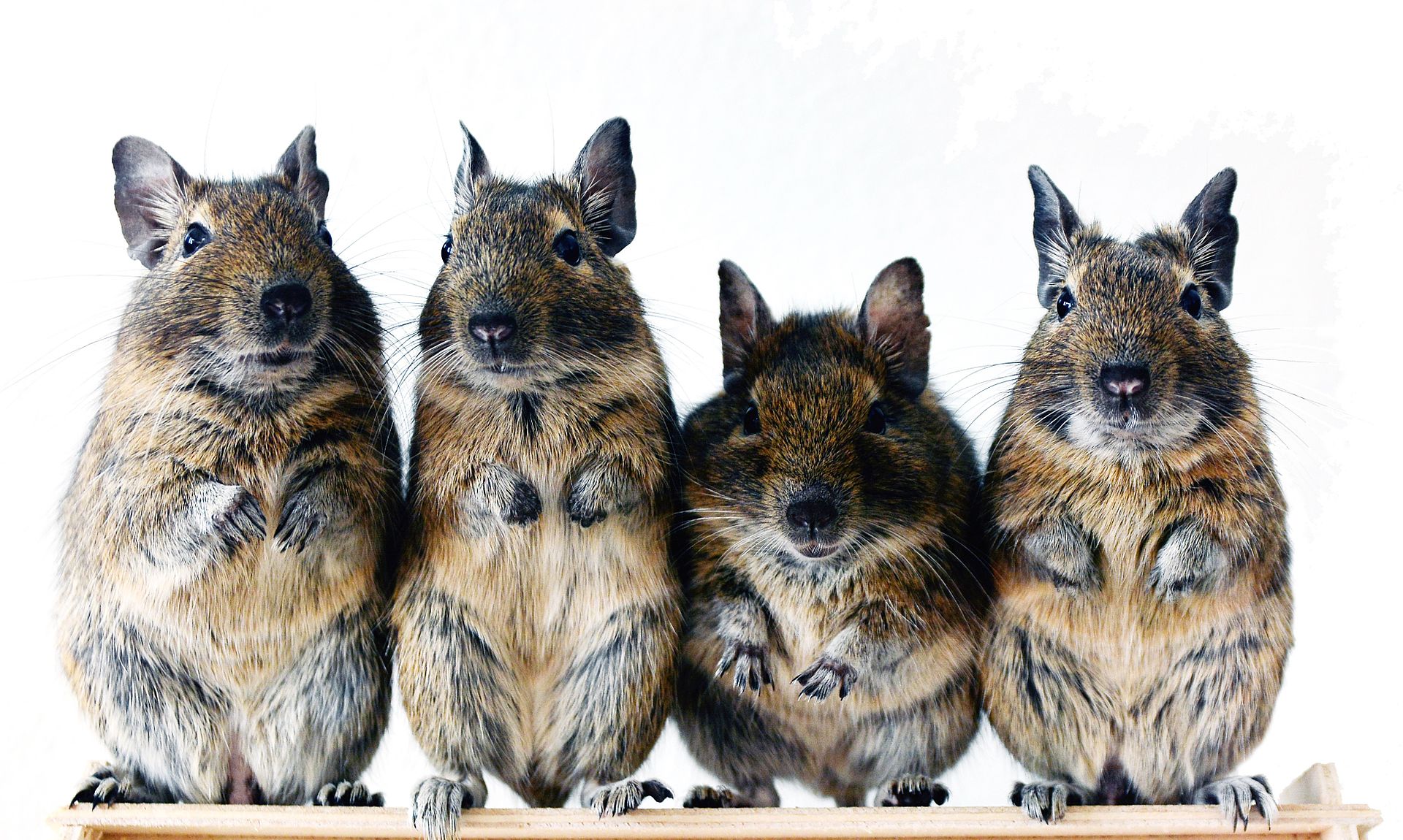 L'Octodon degus - Octodons.fr