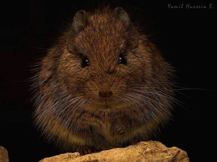 Octodontidae : famille, caractéristiques et espèces du genre "octodon ...