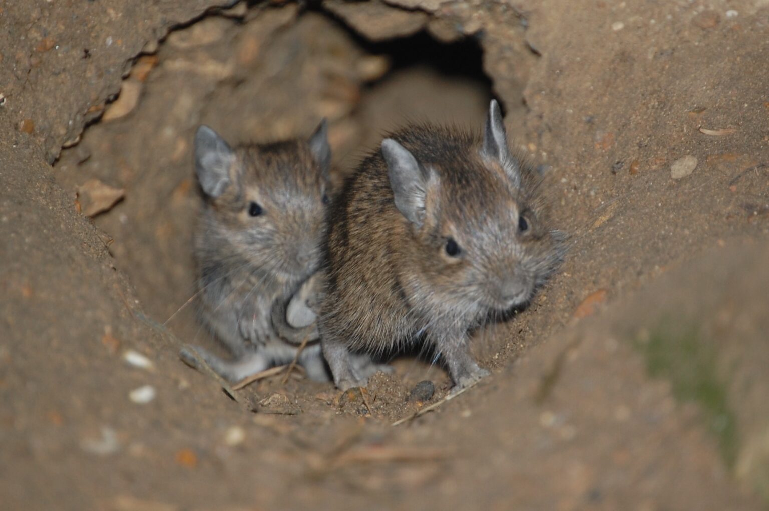 Alimentation de l'octodon au Chili - Octodons.fr