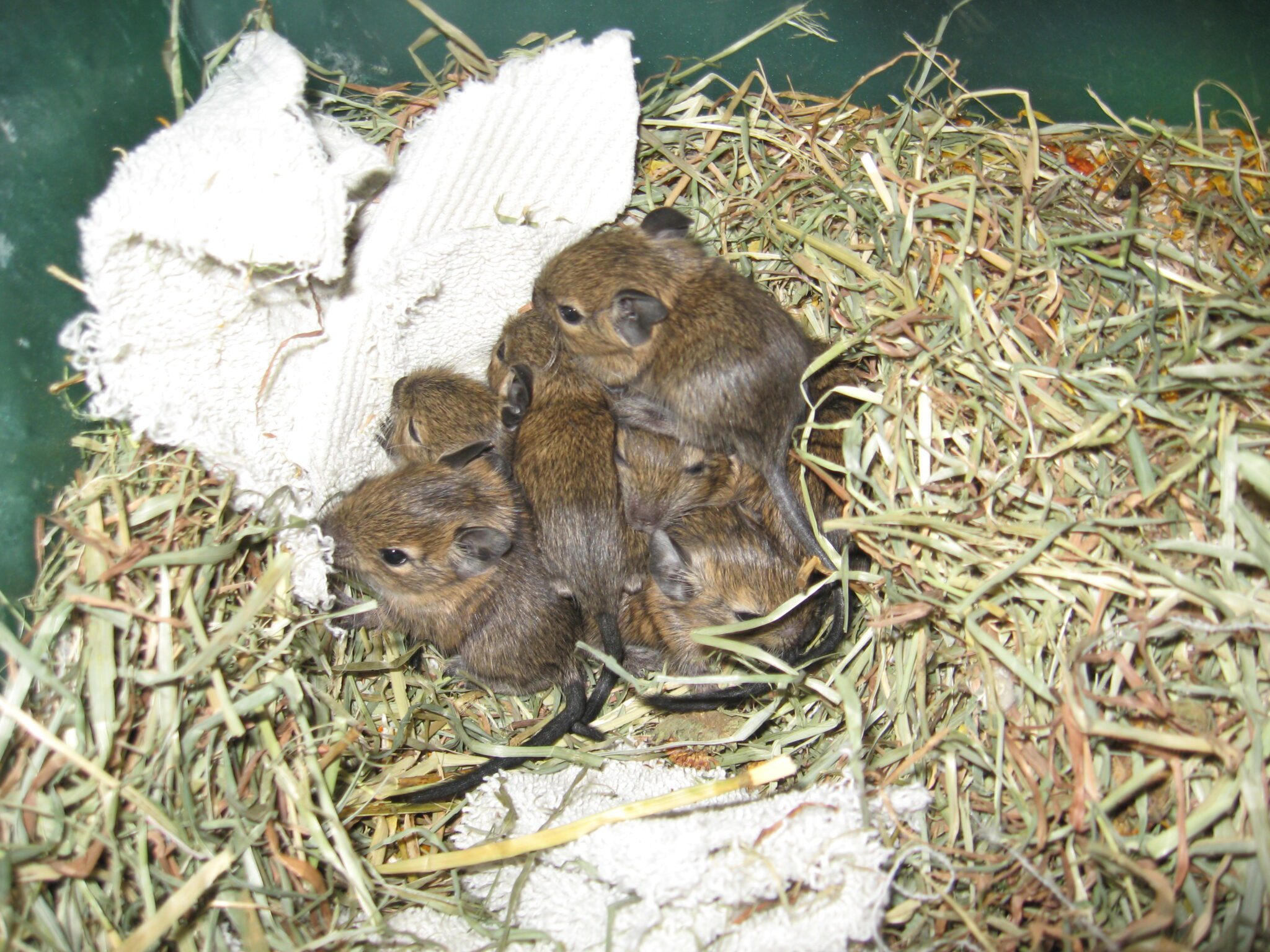 Octodon degus : animal de compagnie ou future espèce invasive ...