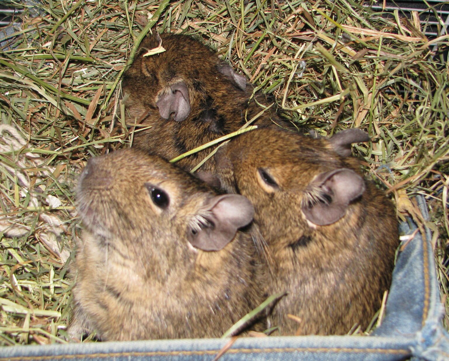 Guide d'introduction de nouveaux octodons - Octodons.fr