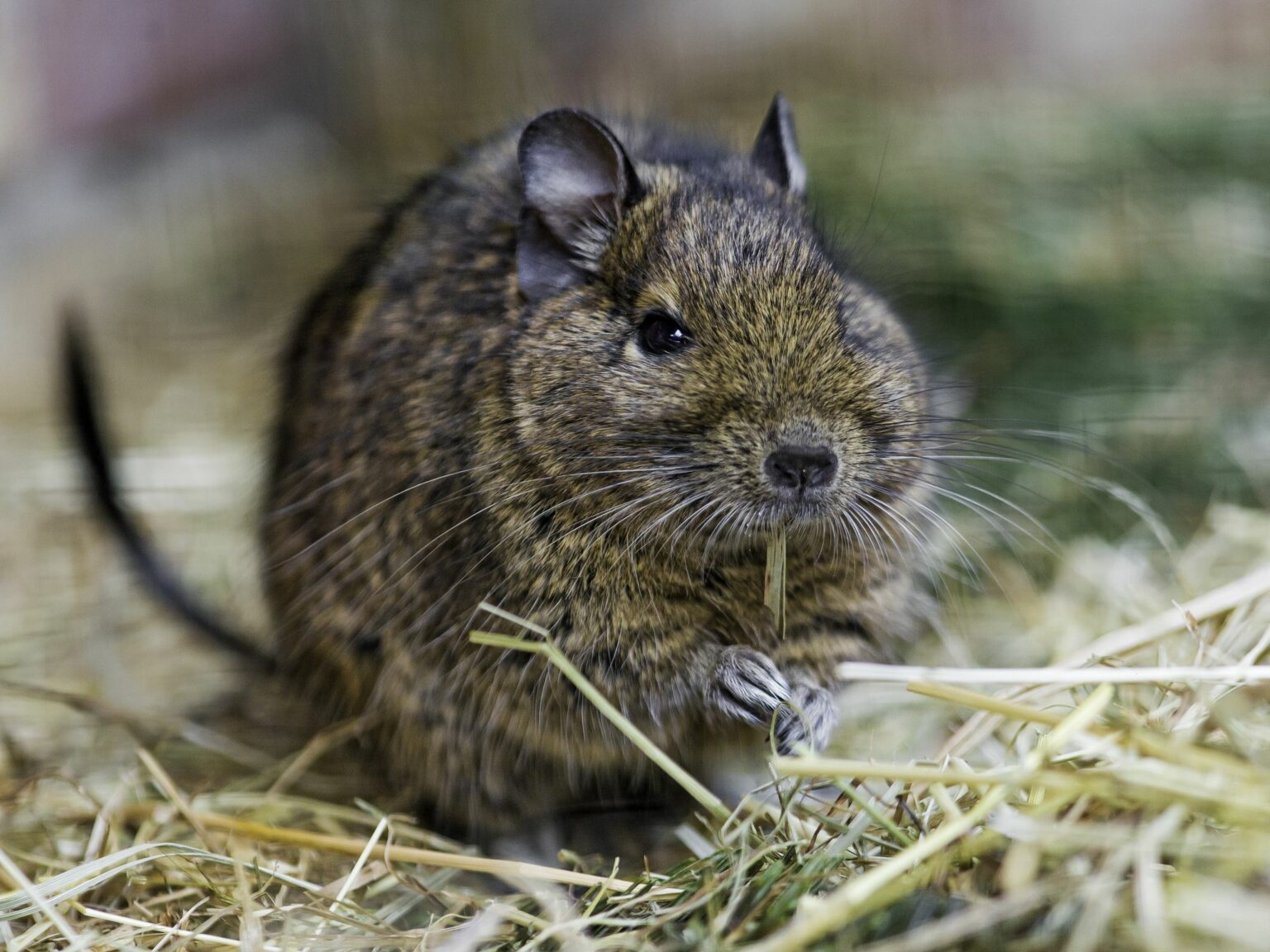 Pathologies dentaires et malocclusions chez l'octodon - Octodons.fr
