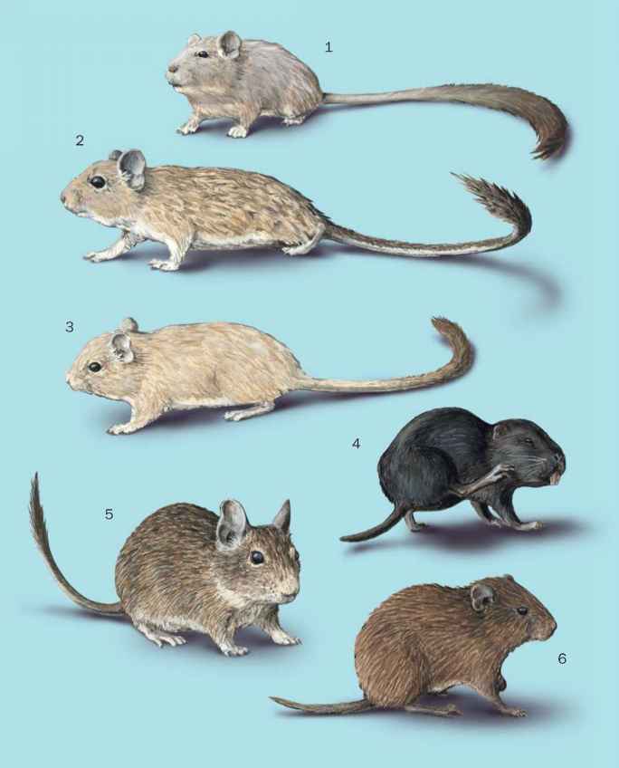 Octodontidae : famille, caractéristiques et espèces du genre "octodon ...