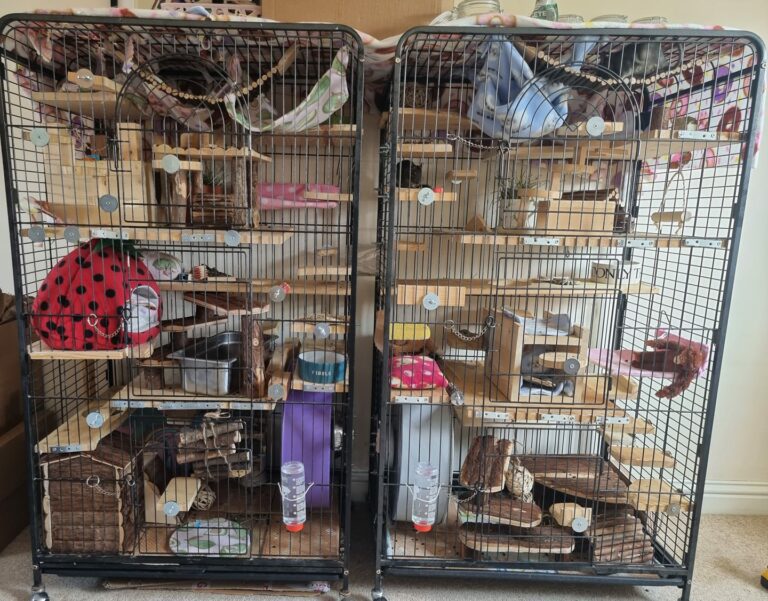Cage & habitat de l'octodon - Octodons.fr