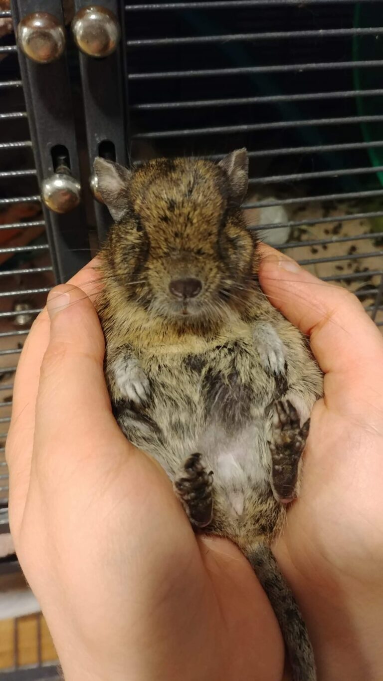 Pathologies dentaires et malocclusions chez l'octodon - Octodons.fr