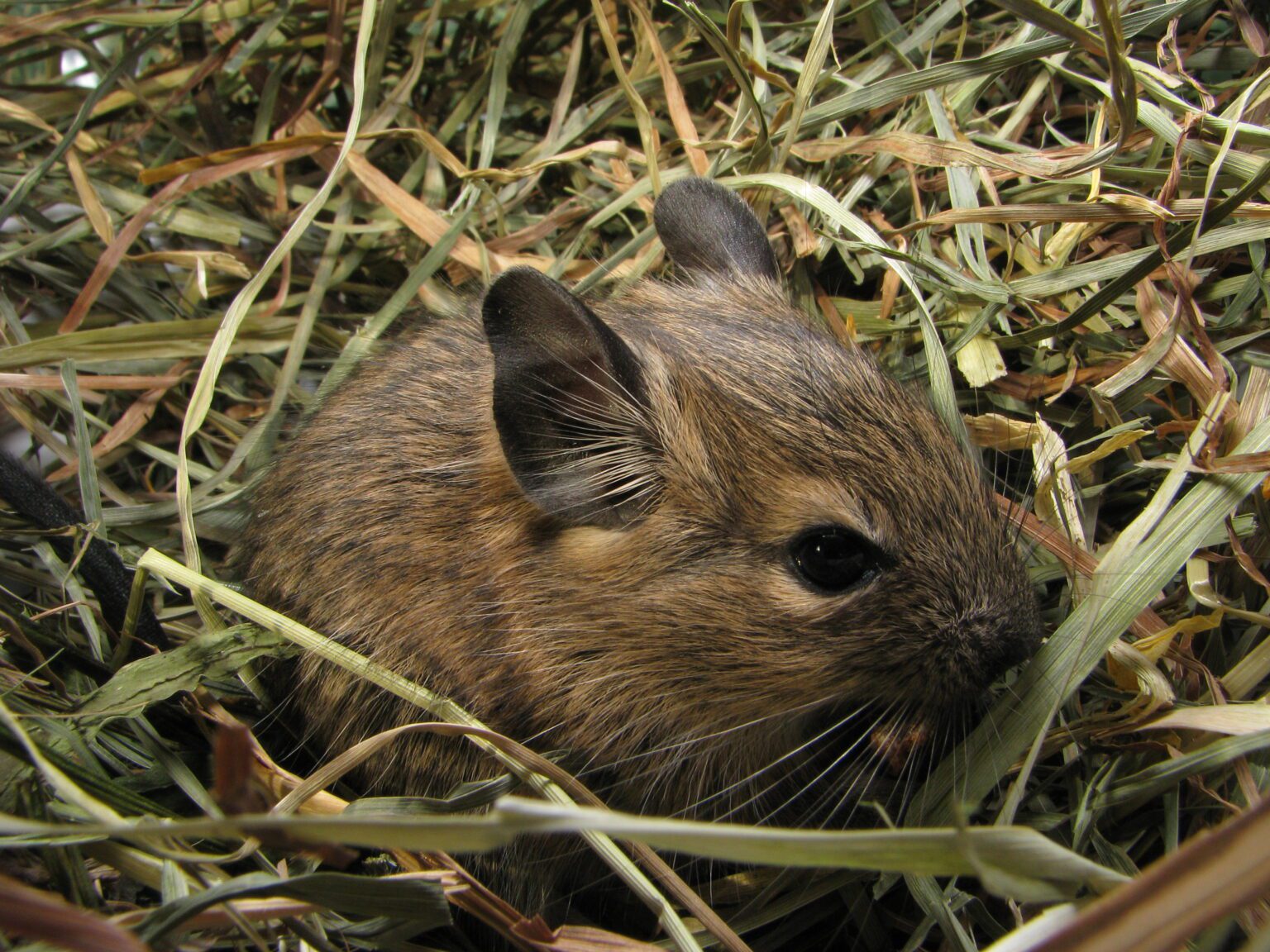 Standard d'élevage de l'octodon degus - Octodons.fr