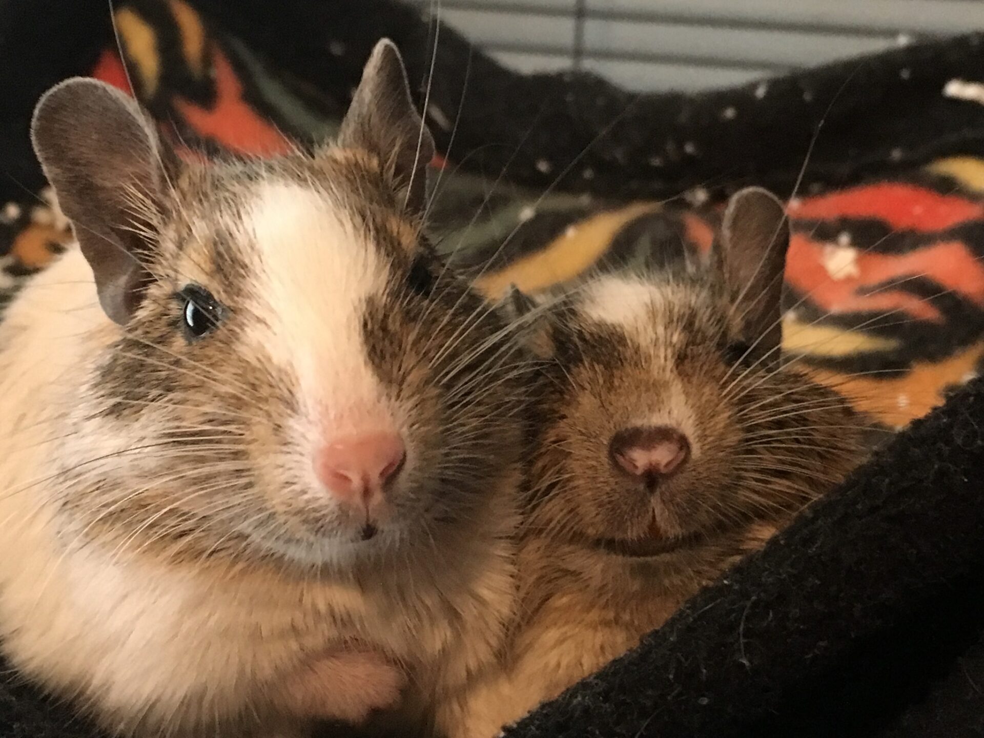 Standard d'élevage de l'octodon degus - Octodons.fr