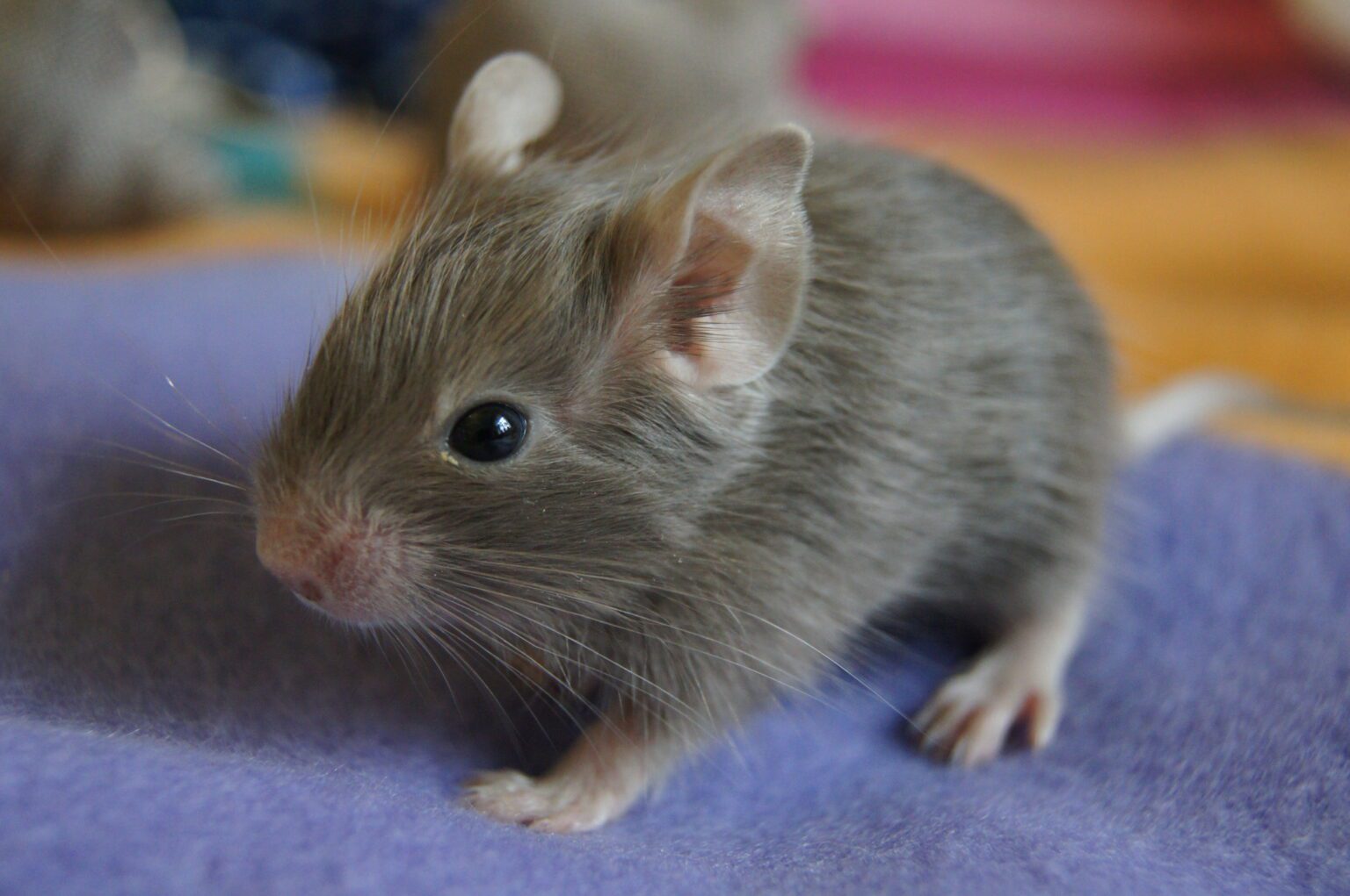 Couleurs & Robes de l'octodon degus - Octodons.fr