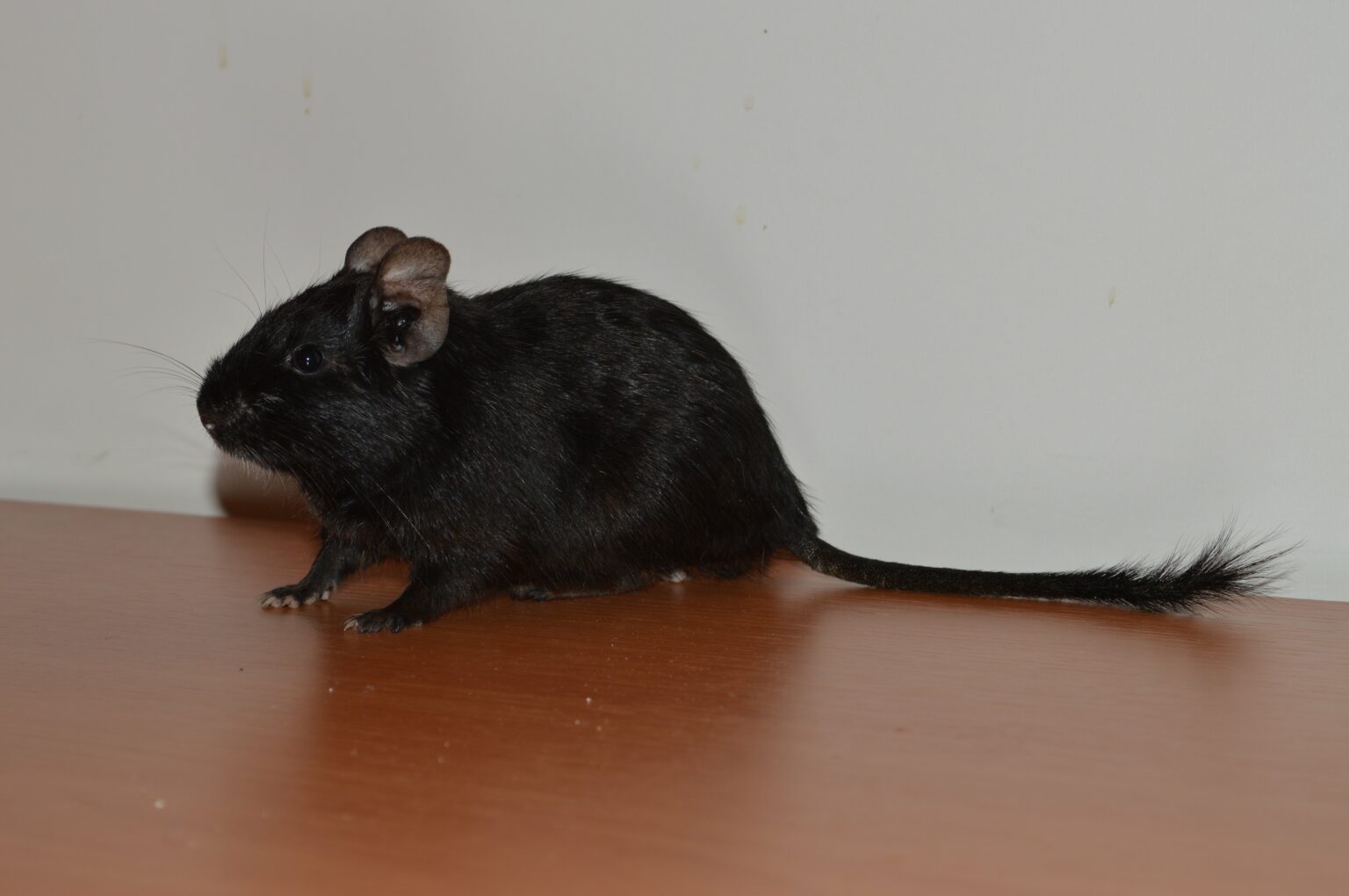 Couleur et robes de l’Octodon degus : variations naturelles et ...