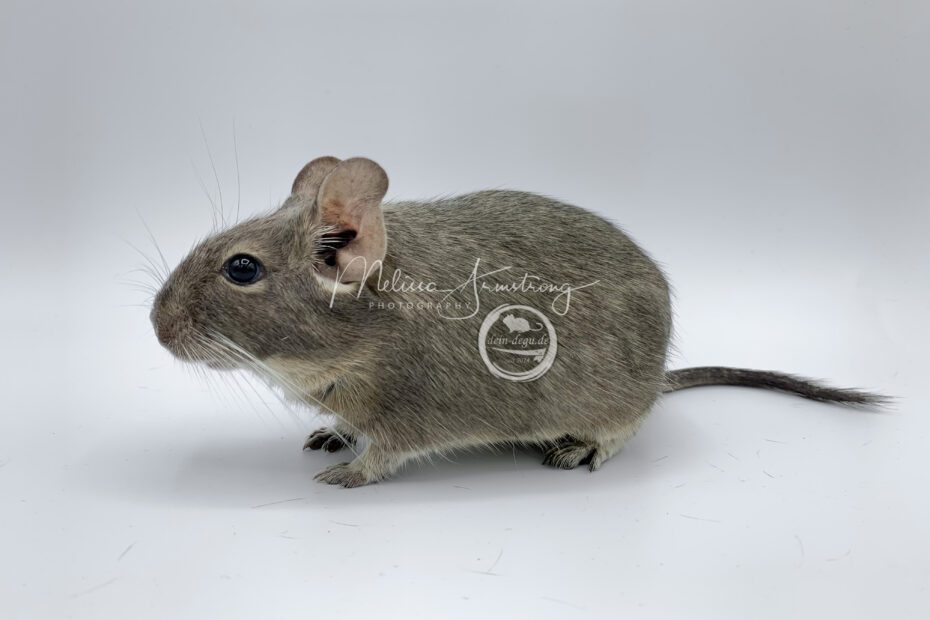 Couleur et robes de l’Octodon degus : variations naturelles et ...